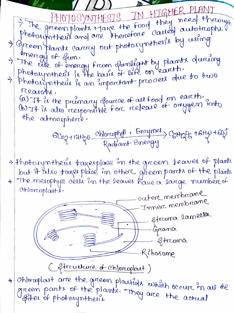 Photosynthesis in higher plant | PDF
