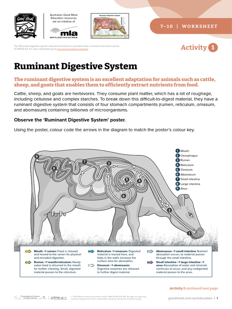 Ruminant Digestive System Overview | PDF | Digestion | Ruminant