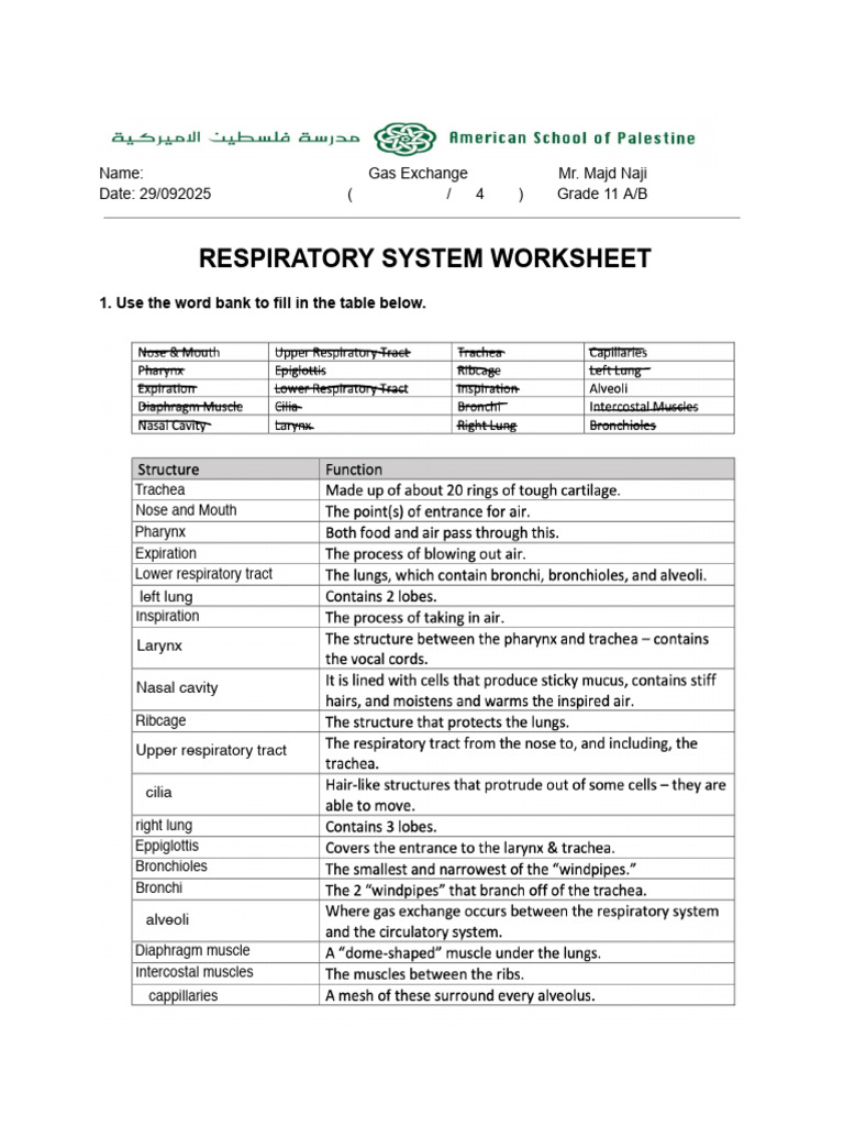 Gas Exchange in the Respiratory System | PDF