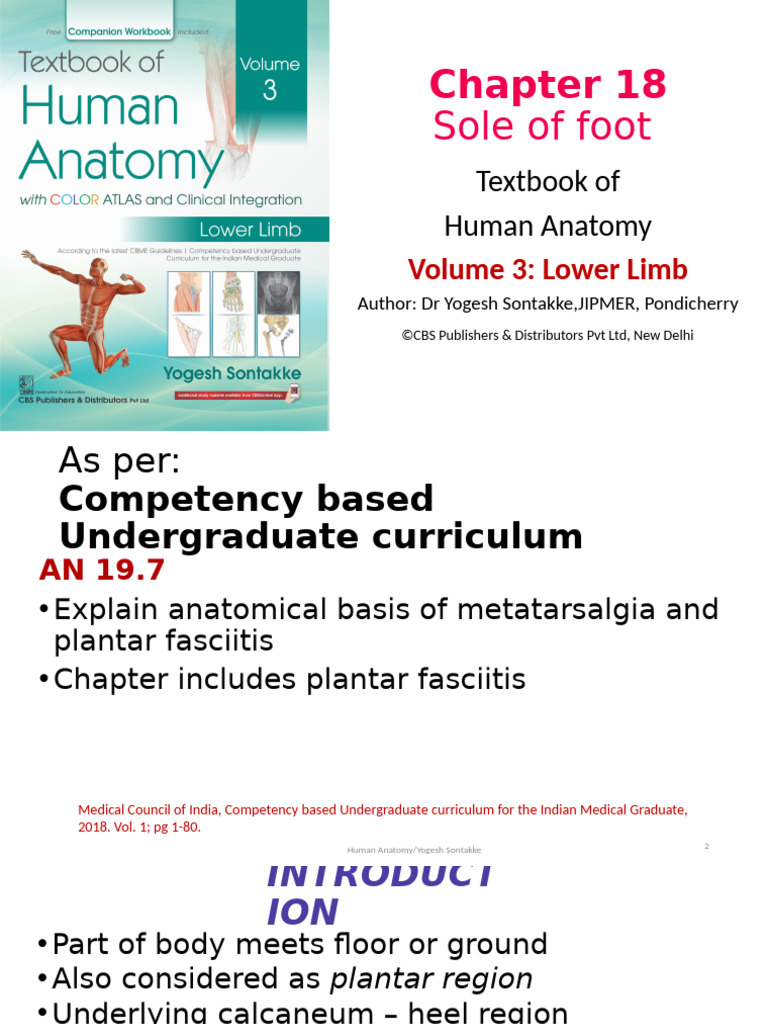 Anatomy of the Sole of the Foot | PDF | Foot | Lower Limb Anatomy