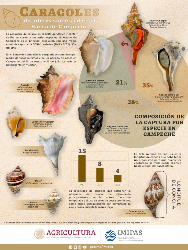 Caracoles de Interés Comercial en El Banco de Campeche | PDF