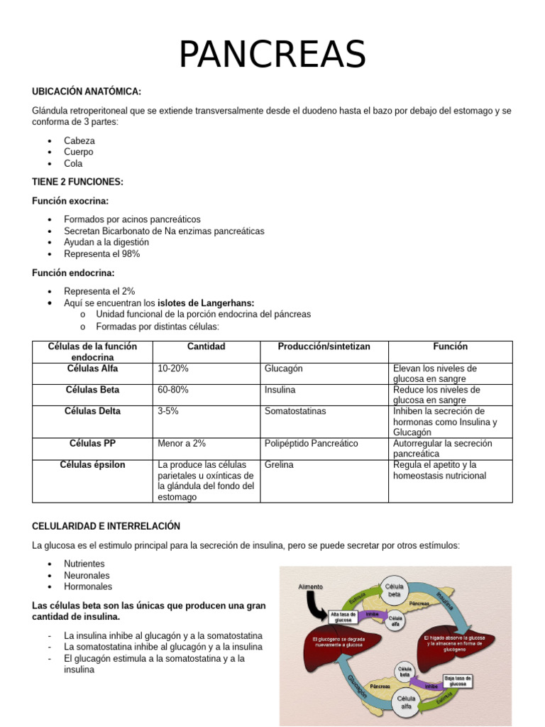 PANCREAS | PDF | Insulina | Páncreas