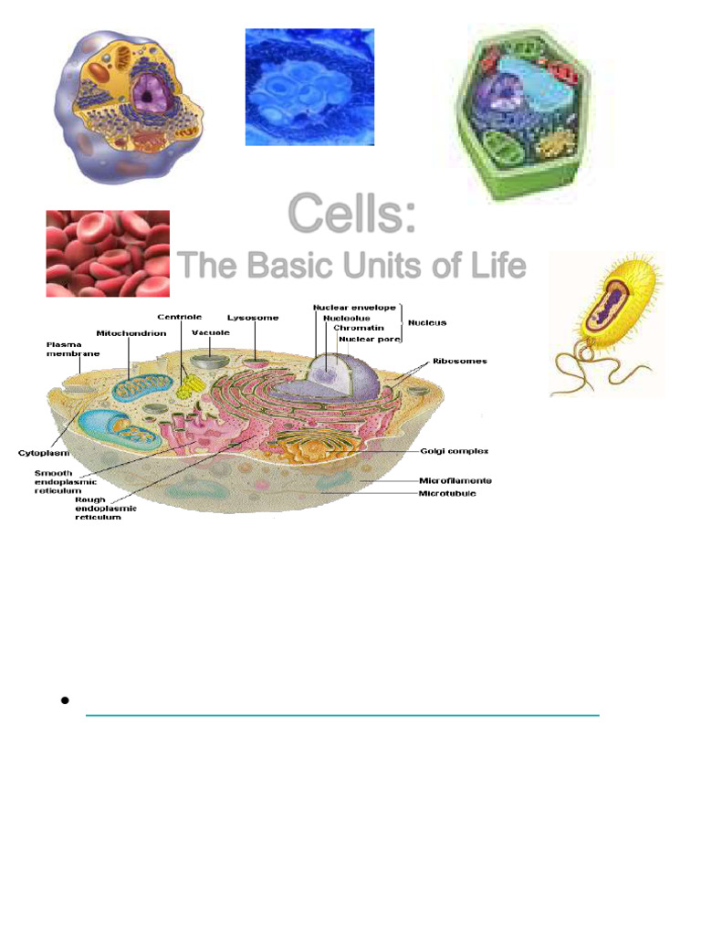 2092_Cell as basic unit of life | PDF | Cell (Biology) | Endoplasmic ...