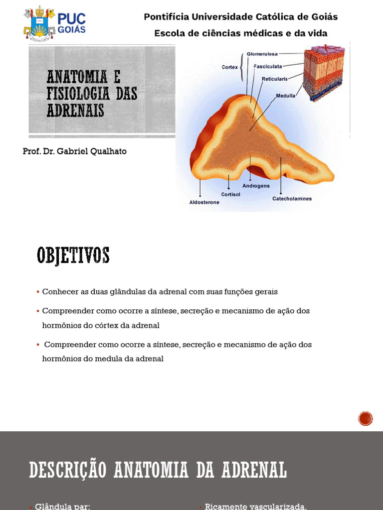 Anatomia e Fisiologia das Adrenais | PDF | Glândula suprarrenal | Cortisol
