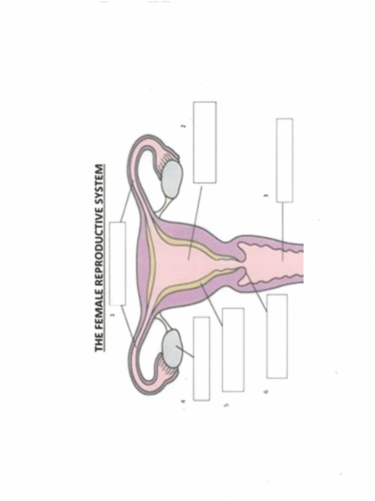 Week+5+ +Female+Reproductive+System | PDF