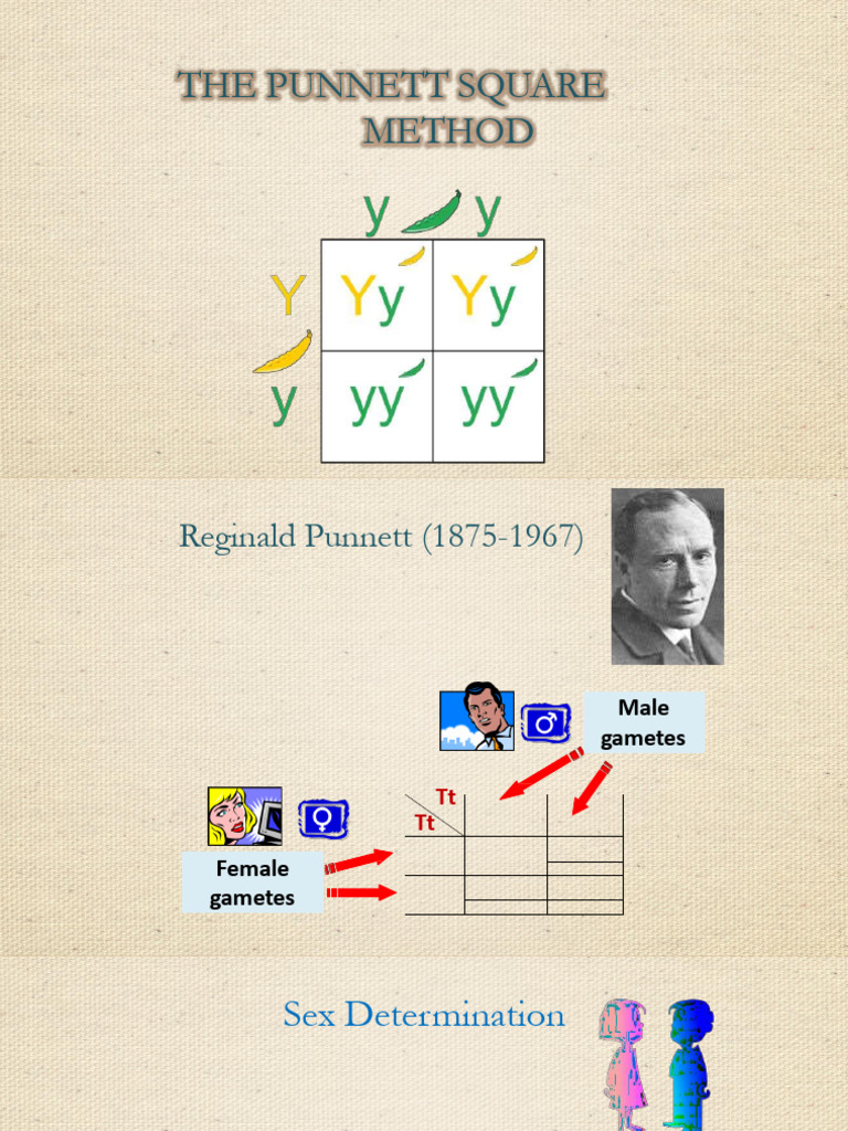 Understanding Punnett Squares in Genetics | PDF | Genotype | Dominance ...