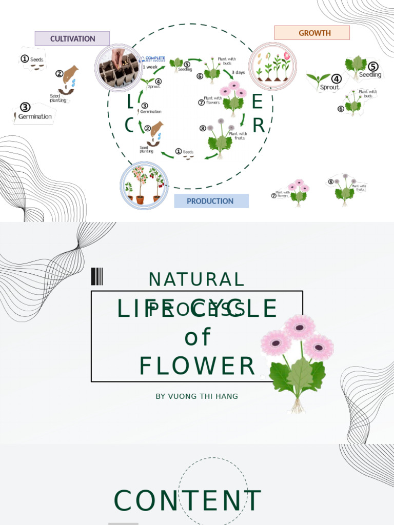 Flower Life Cycle: Cultivation to Production | PDF