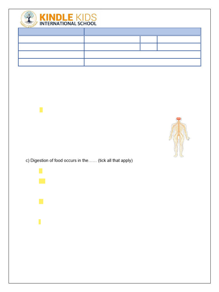 Revision 1-Human Body Systems - Answers | PDF | Circulatory System ...