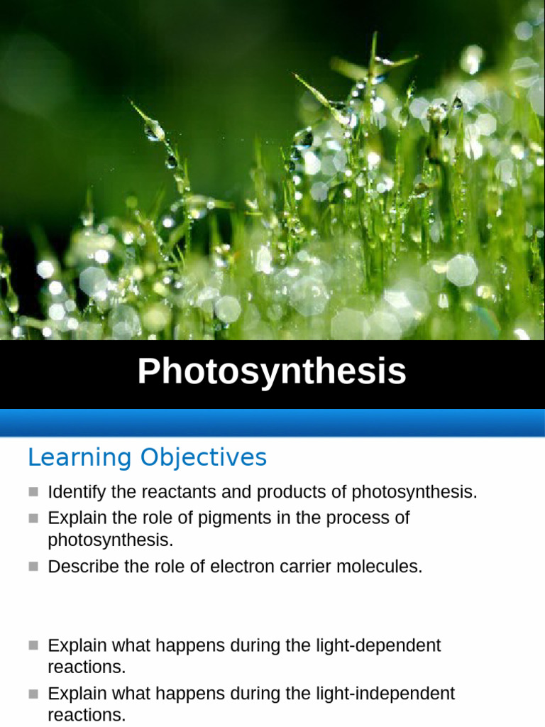2 Photosynthesis Copy | PDF | Photosynthesis | Biology