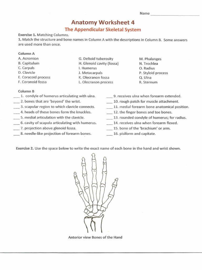 Anatomy Study Packet | PDF