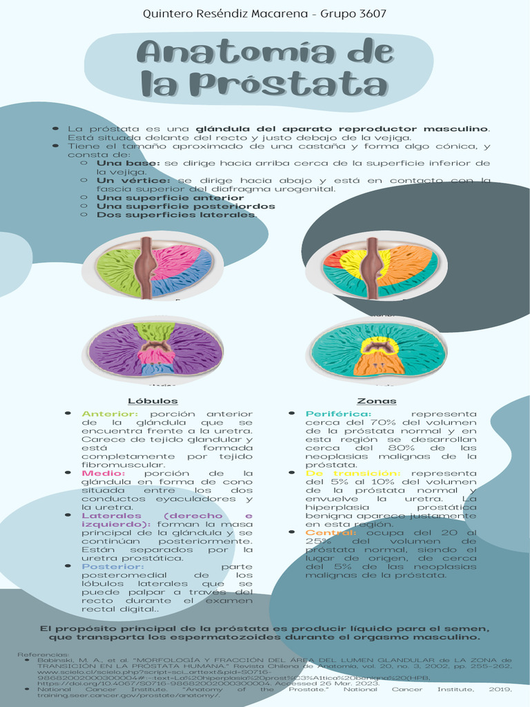 Quintero Reséndiz Macarena - Anatomía de La Próstata | PDF | Próstata ...