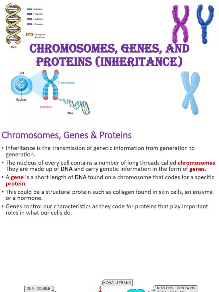 Chromosomes, Genes, And Proteins (Inheritance | PDF | Gene | Chromosome