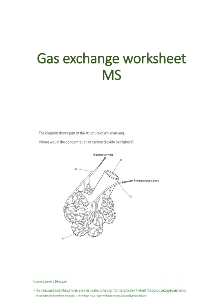 Gas Exchange WS + MS | PDF