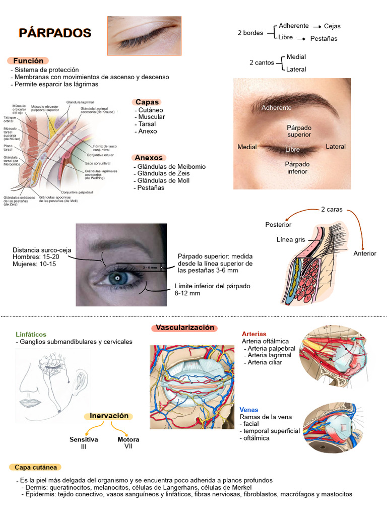 Anatomía Y Función De Los Párpados Pdf Piel Anatomía Humana