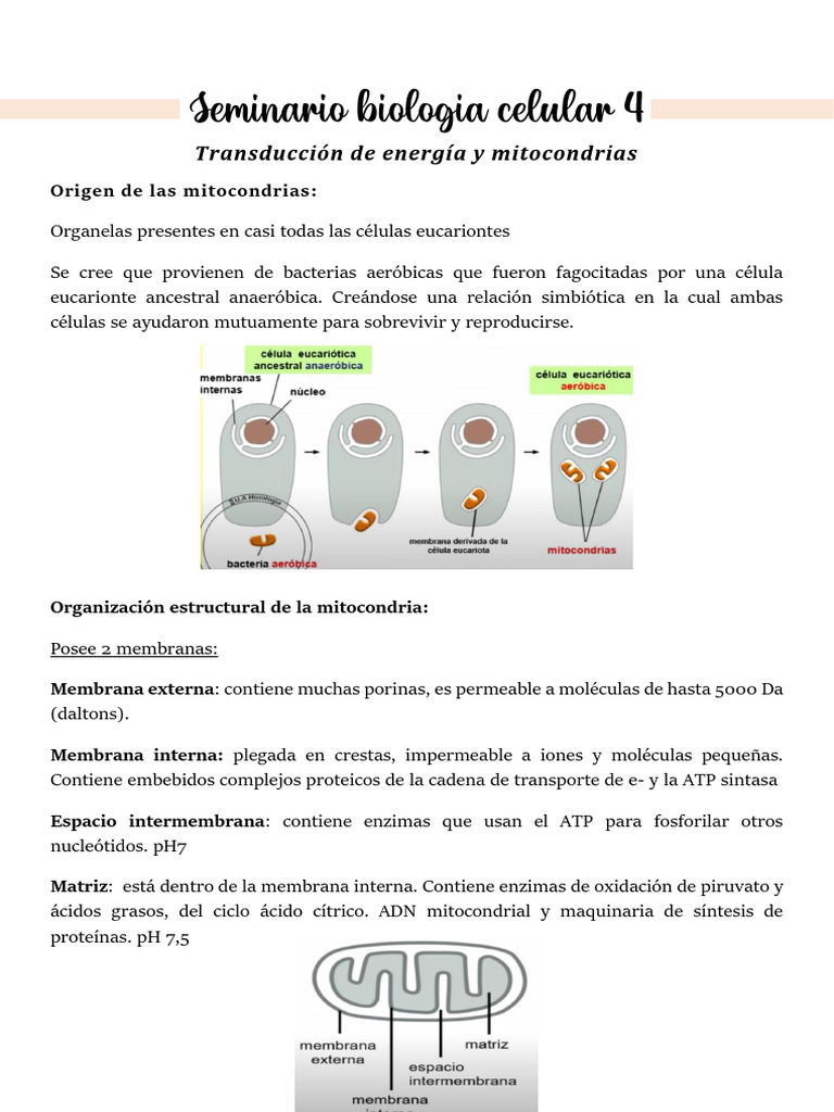 SBC_4 | PDF | Trifosfato de adenosina | Mitocondria
