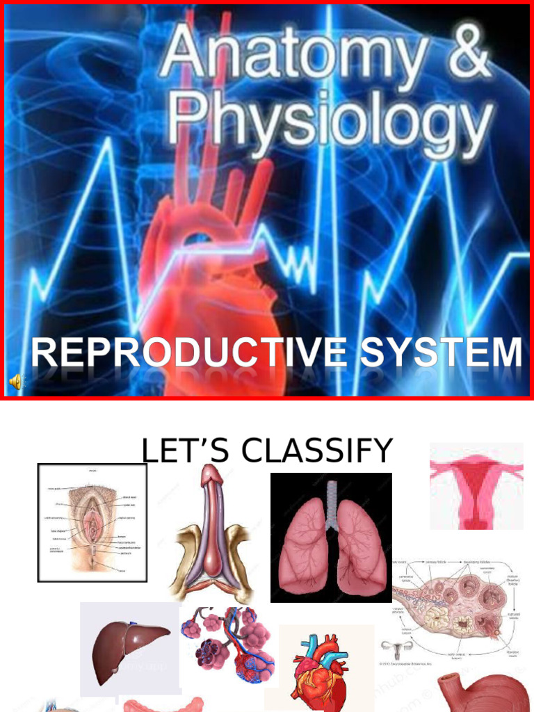 Overview of Human Reproductive Anatomy | PDF | Labia | Ovary