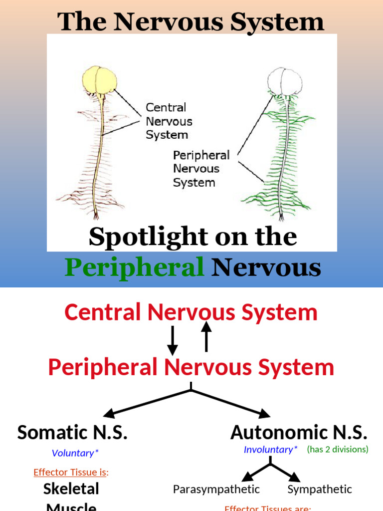 #6 Peripheral Nervous System | PDF | Autonomic Nervous System ...