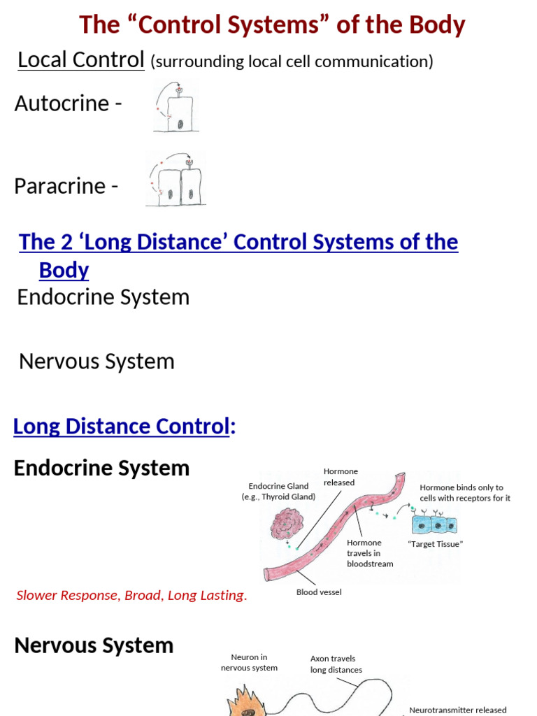 #4 Neurophysiology | PDF | Action Potential | Nervous System
