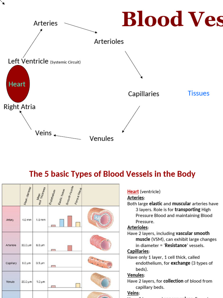 #11 Blood Vessels | PDF | Blood Vessel | Artery