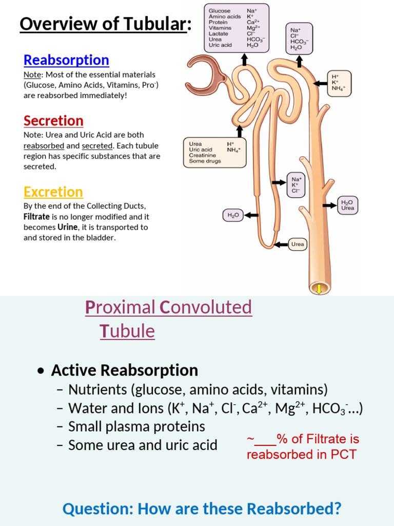 Kidney Function: Reabsorption & Secretion | PDF | Urination | Kidney