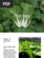 Pechay Growth and Production Guide | PDF | Sowing | Seedling