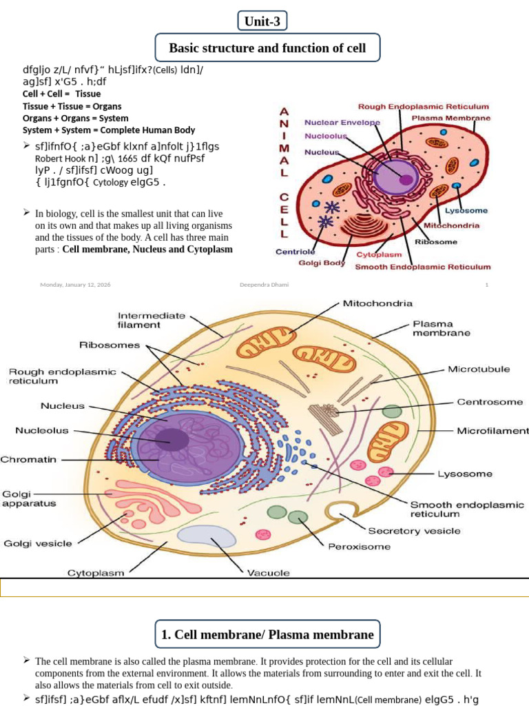 3.1 Structure and Function of Cell | PDF | Mitosis | Meiosis