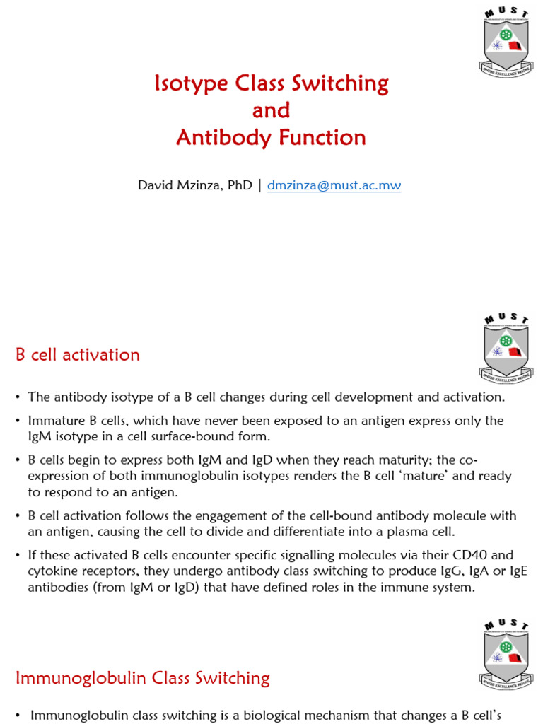 Isotype Class Switching in B Cells | PDF | Antibody | Biochemistry