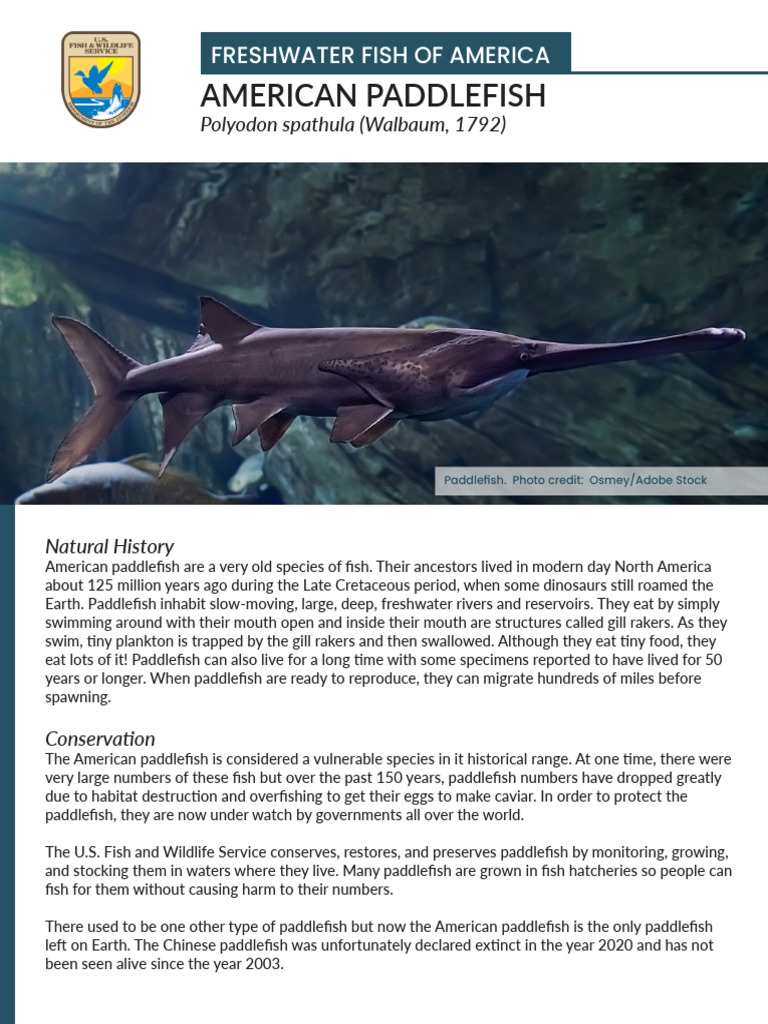 american-paddlefish | PDF | Fish