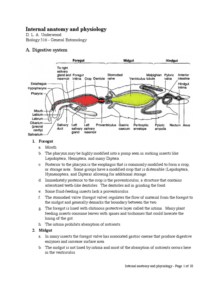 Cockroach Internal Anatomy and Physiology | Neuron | Gill