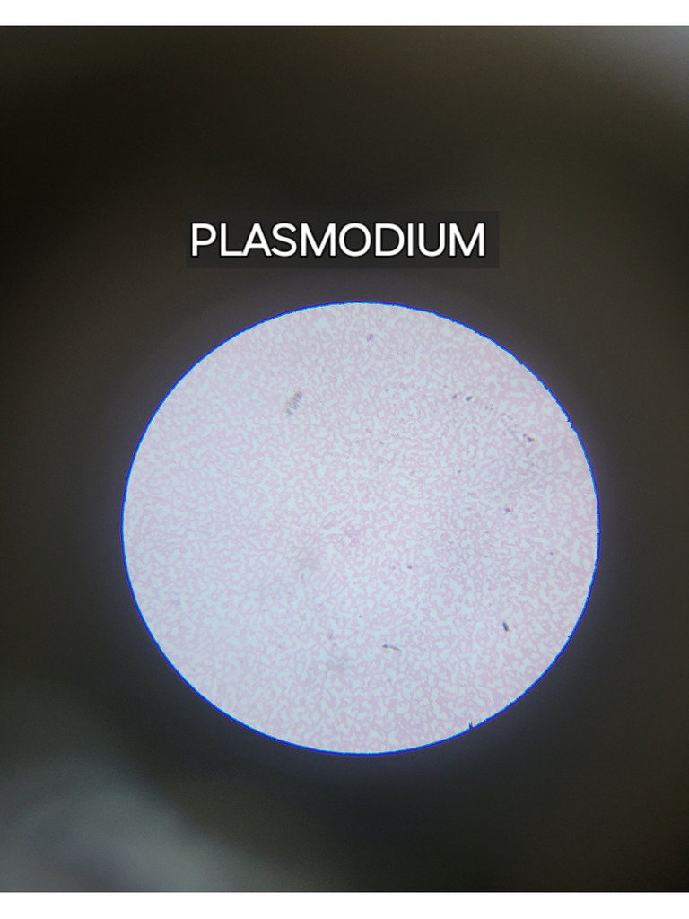 Bio Practical | PDF