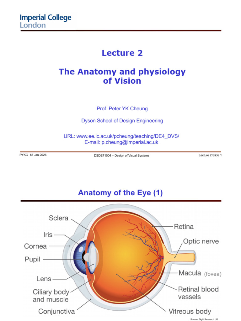 2 - The Anatomy and Physiology of Vision (Slides) | PDF | Retina ...