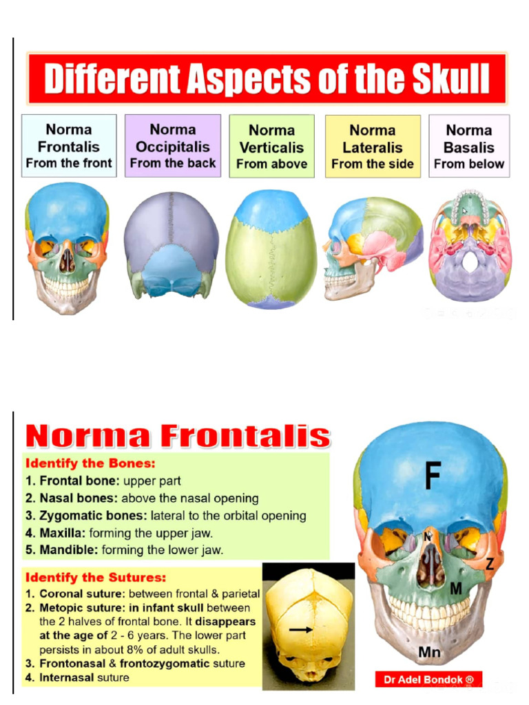 Lec 1 Skull (Bones & Foramina) | PDF