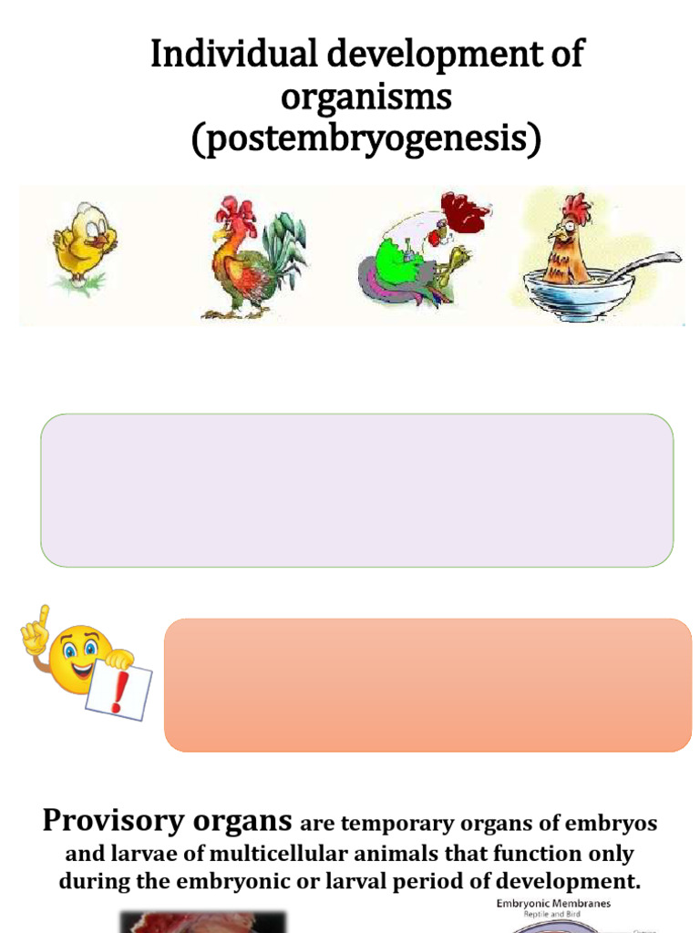 Individual development of organisms (postembryogenesis) 2025 | PDF ...