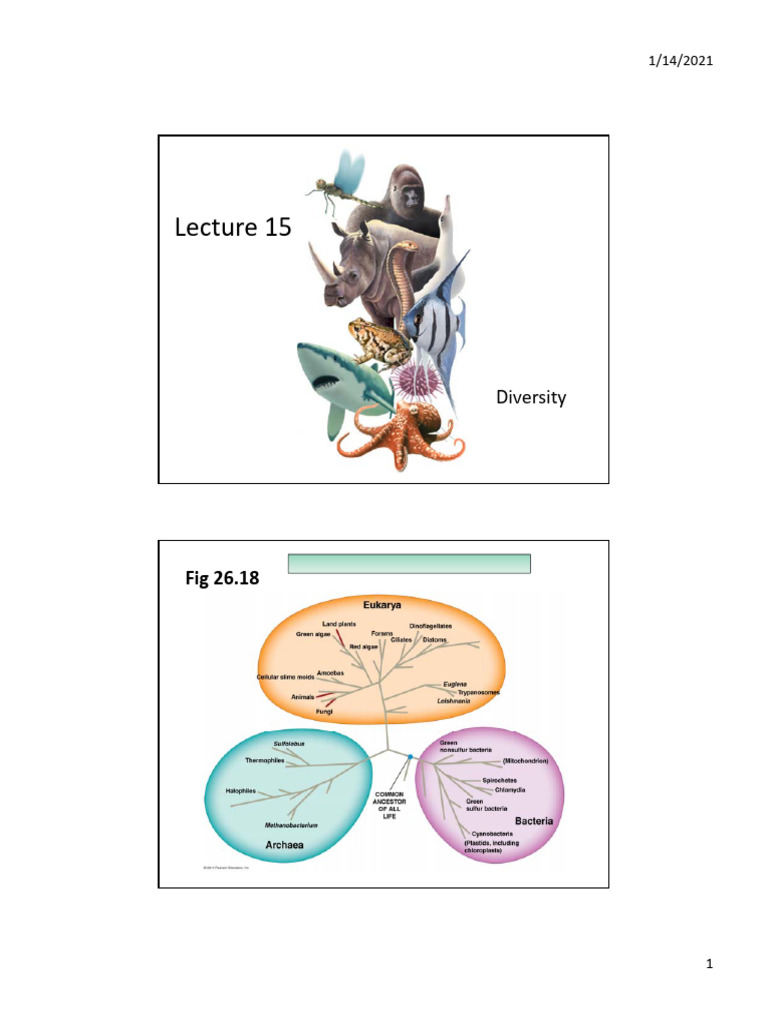 Revised Bio NYA PPT15 Diversity(15) | PDF | Vertebrates | Biology