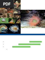 Invertebrate Classification Overview | PDF | Invertebrate | Biology