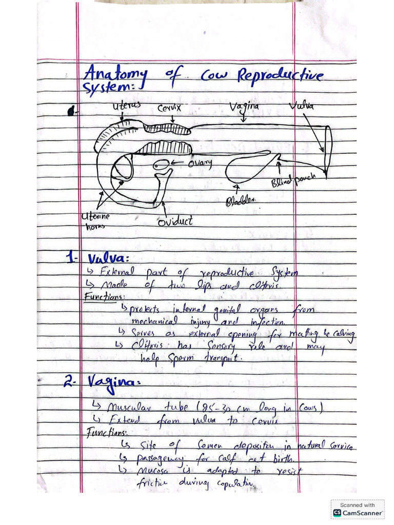 Physiology of Cow and Bull Reproductive | PDF