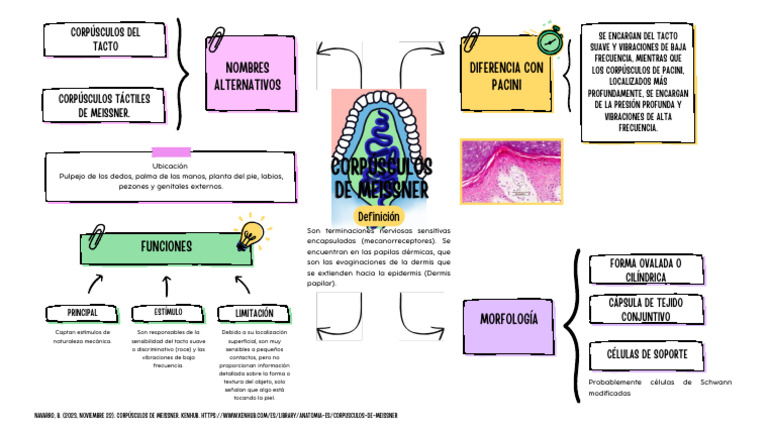 Funciones de los Corpúsculos de Meissner | PDF | Sistema somatosensorial
