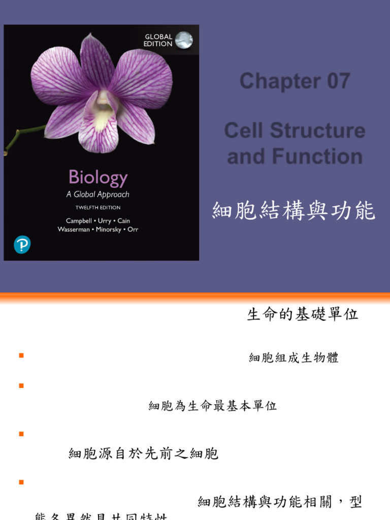 07 Cell Structure and Function | PDF | Endoplasmic Reticulum | Cell (Biology)