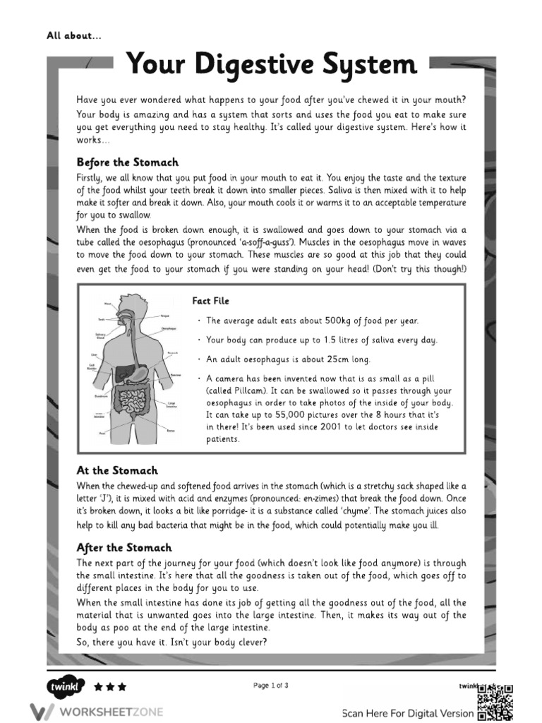Digestive System Worksheet | PDF