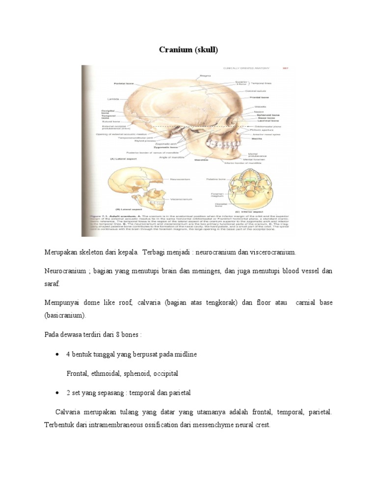 Struktur dan Fungsi Cranium Manusia | PDF