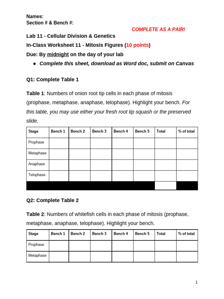 Mitosis and Genetics Lab Worksheet | PDF | Mitosis | Cell Cycle