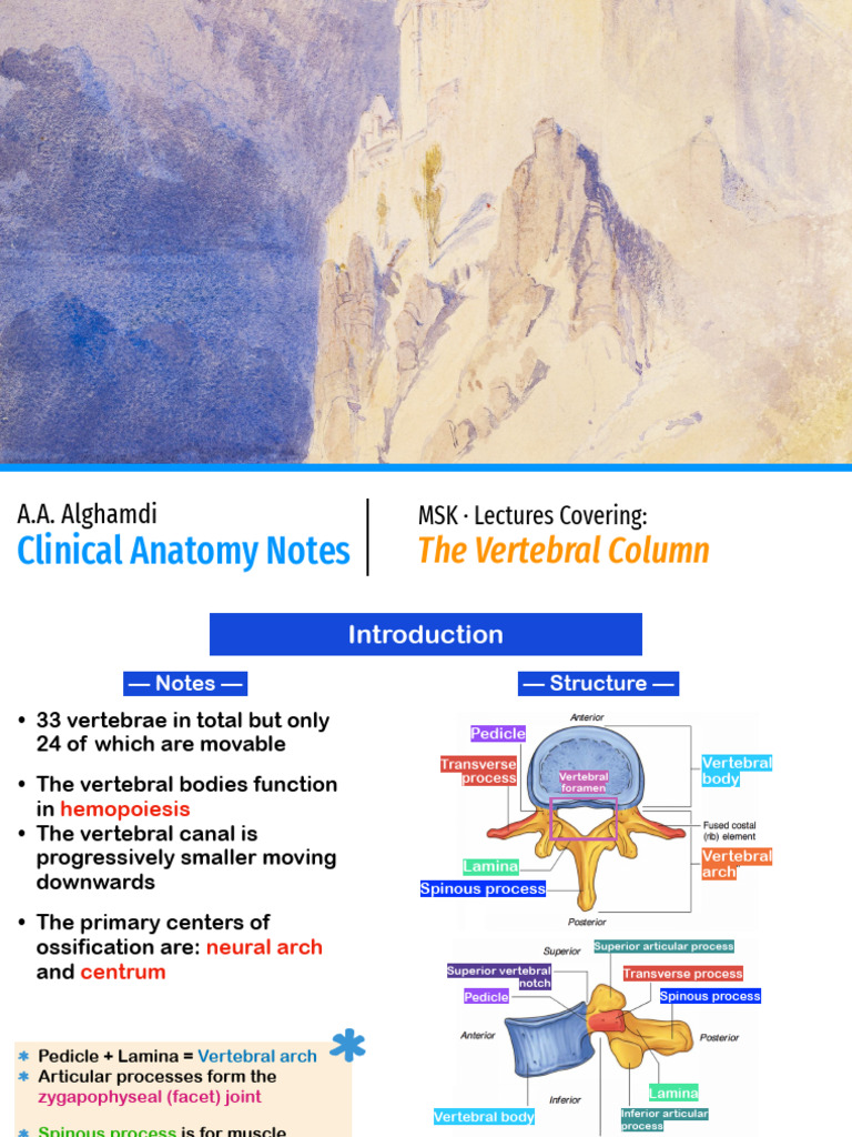 1. Vertebral Column | PDF | Vertebra | Arm