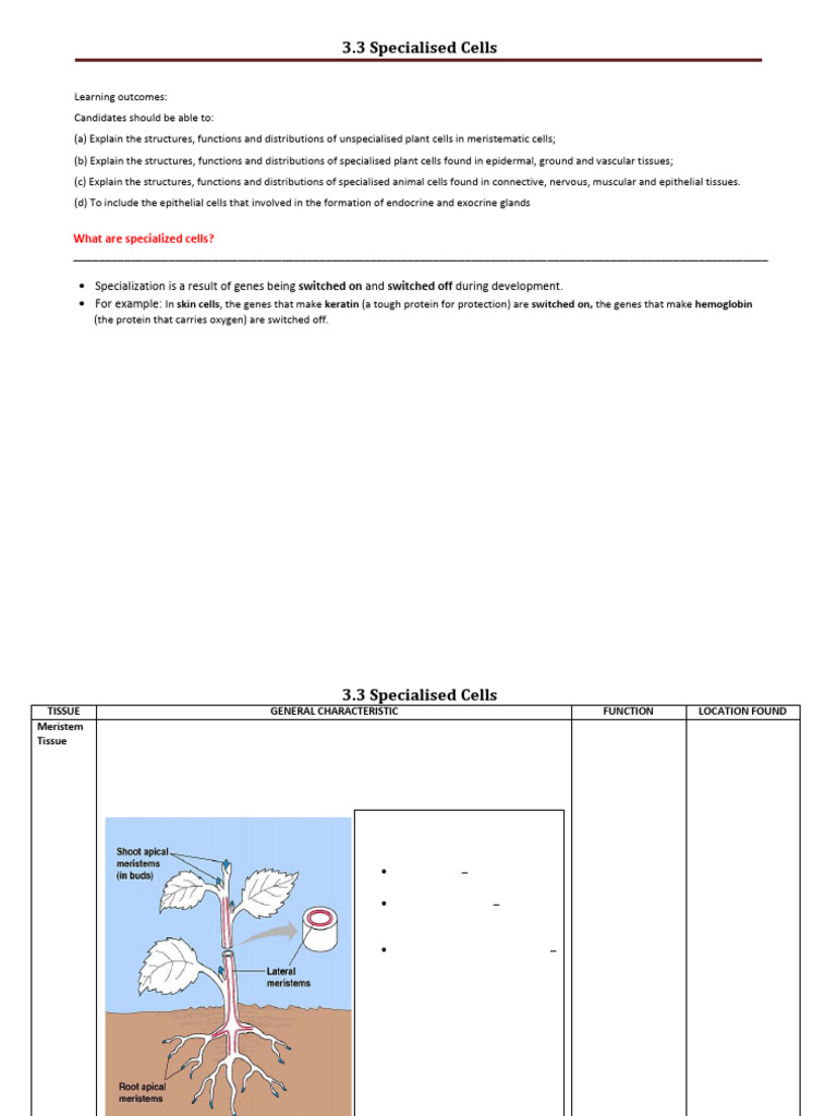 Overview of Specialized Plant and Animal Cells | PDF | Epithelium ...