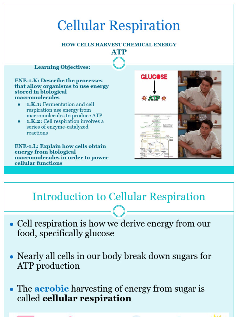 Cellular Respiration and ATP Production | PDF | Cellular Respiration ...