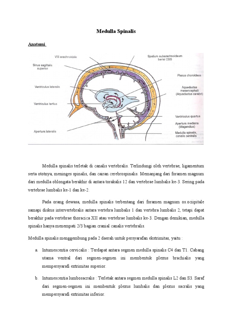 Medulla Spinalis | PDF