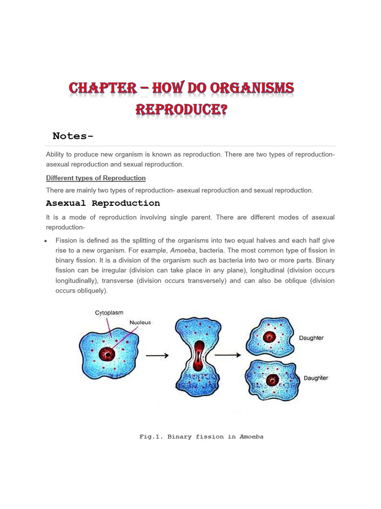 Resource 20251127133832 How Do Organisms Reproduce | PDF | Uterus ...