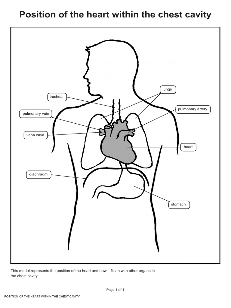 Heart Position in Chest Cavity Explained | PDF