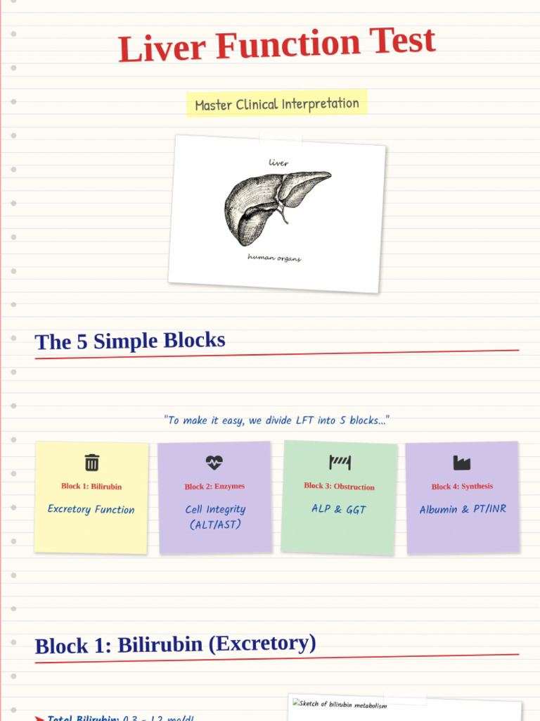 Liver Function Test Notes | PDF