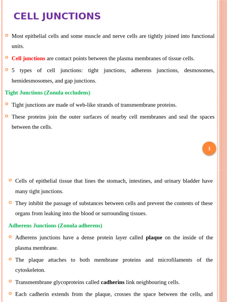 Cell Junctions | PDF | Cell Membrane | Cell Biology