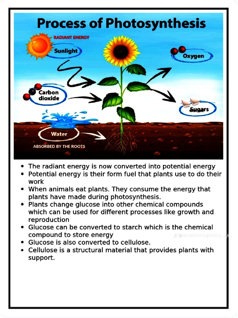 NS - Gr8 - Notes - Term 1 Part 2 | PDF